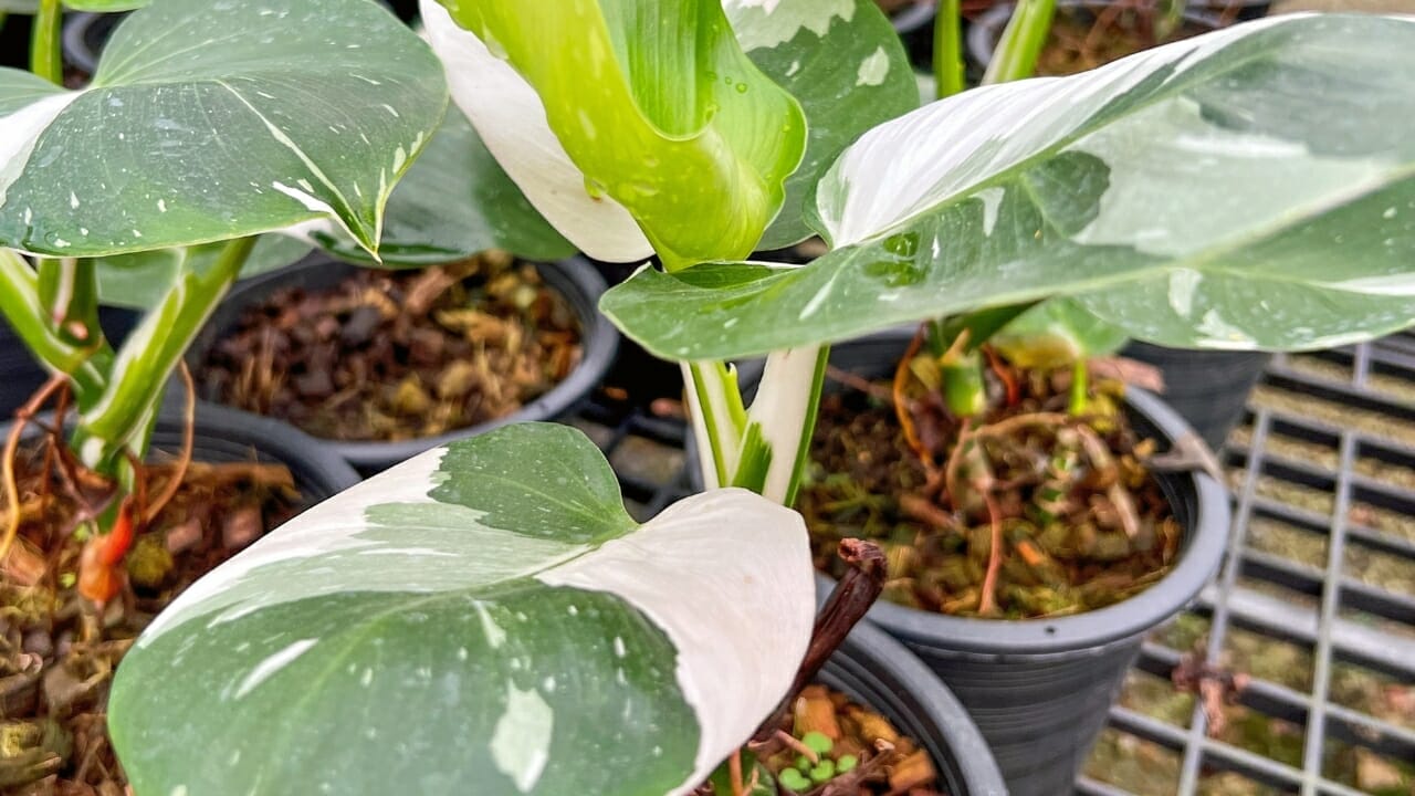 Philodendron White Wizard: Care Guide for this Rare Beauty Philodendron White Wizard: Care Guide for this Rare Beauty