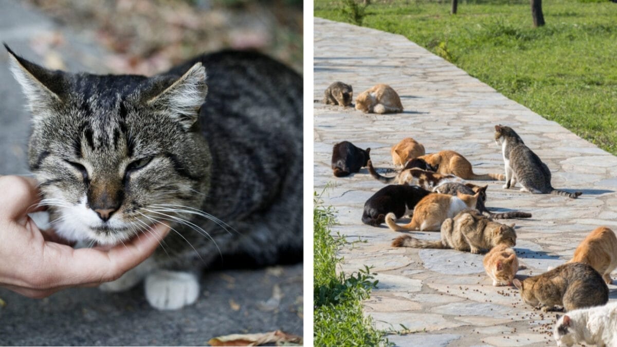 Stray Cat Or Feral Cat Understanding The Differences