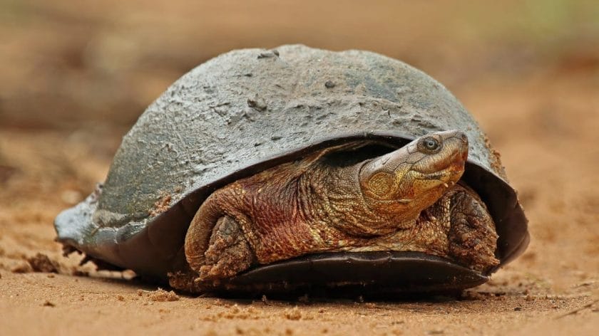 10 of the World's Most Dangerous Turtles 10 of the World's Most Dangerous Turtles