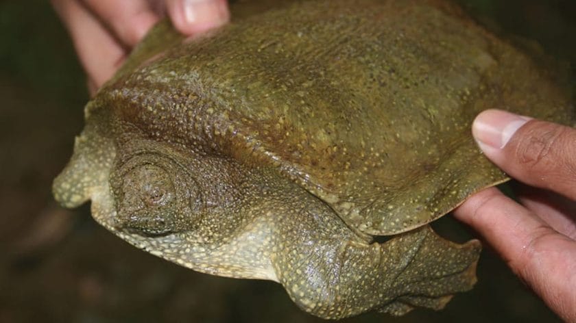 10 of the World's Most Dangerous Turtles 10 of the World's Most Dangerous Turtles